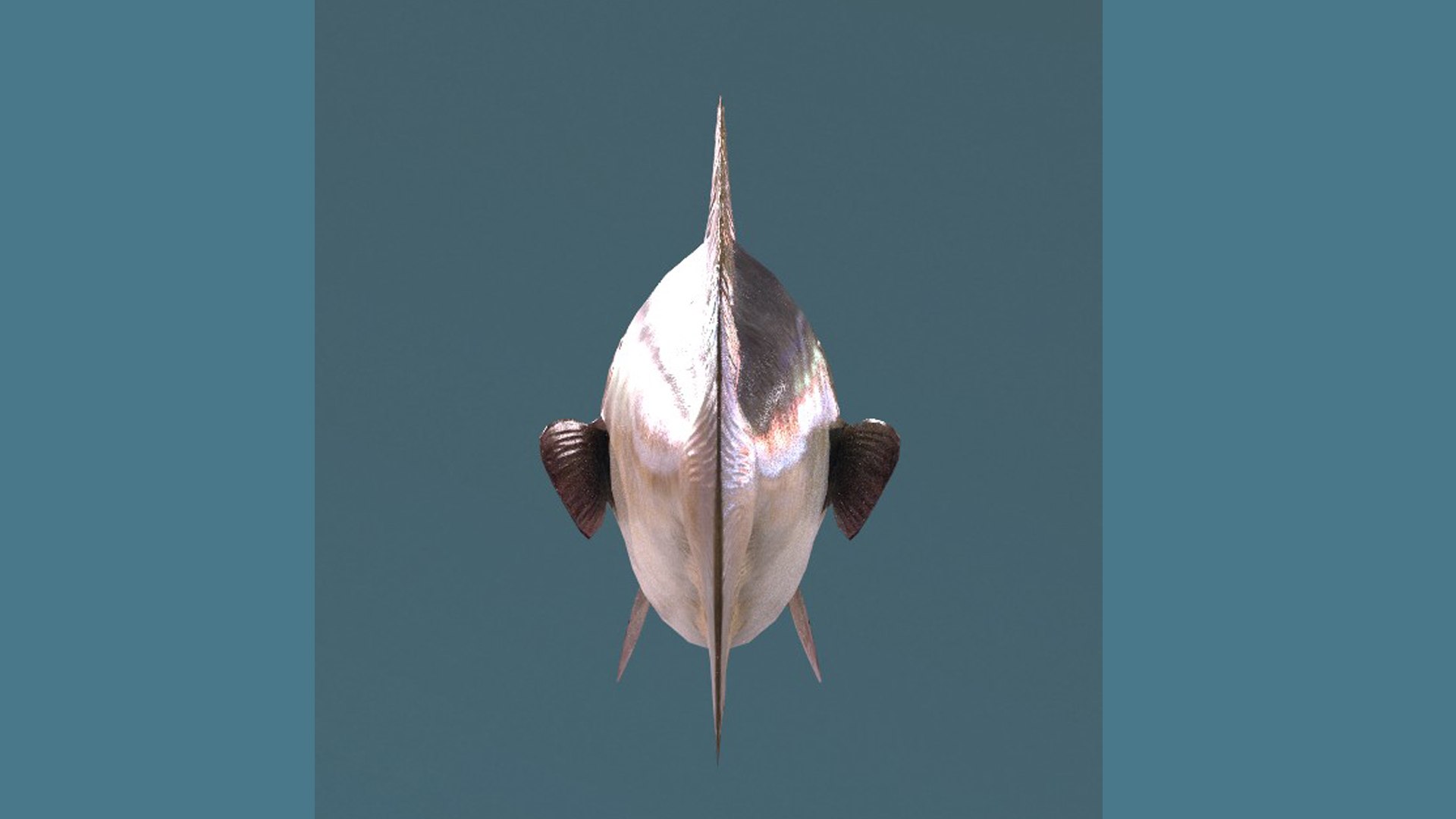 3D Cod Fish Low-poly 3D Model Model - TurboSquid 1981849