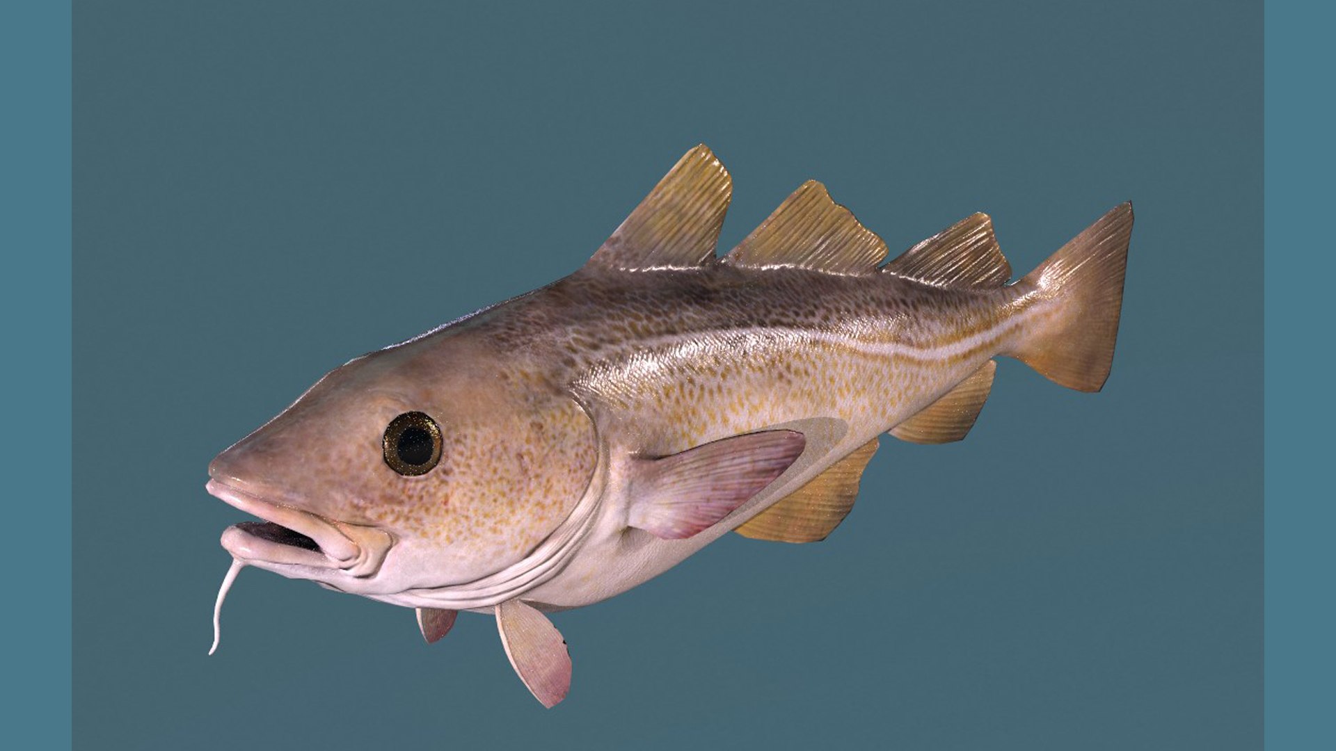 3D Cod Fish Low-poly 3D Model Model - TurboSquid 1981849