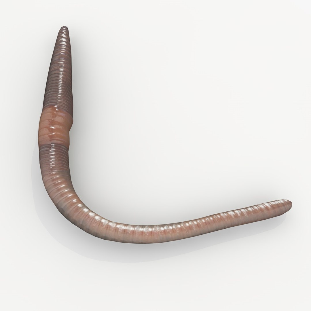 Maya Worm Worm