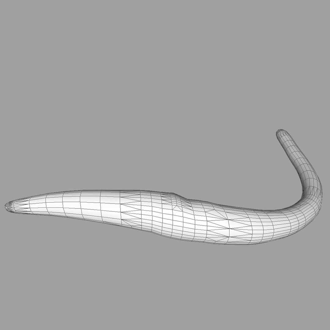 Maya Worm Worm