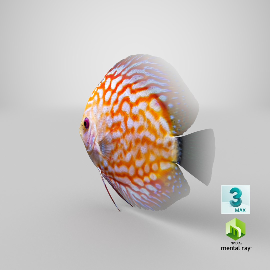 3D Discus Fish 2 Scanline Model - TurboSquid 1186479