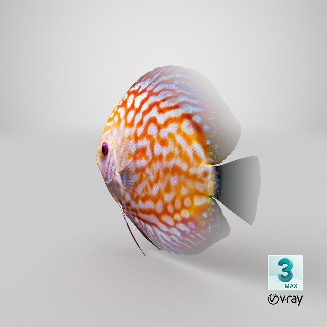 3D Discus Fish 2 Scanline Model - TurboSquid 1186479