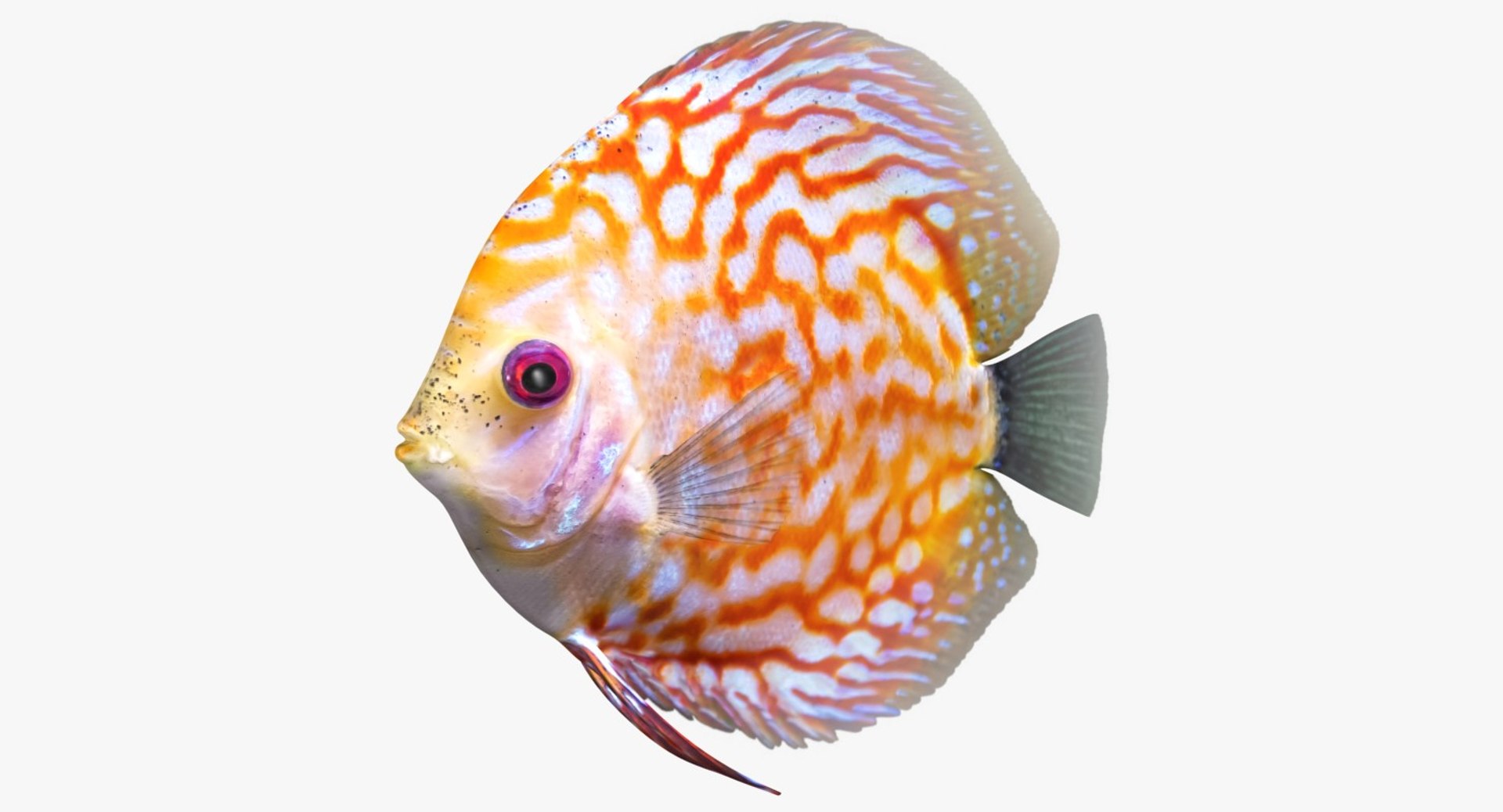 3D Discus Fish 2 Scanline Model - TurboSquid 1186479