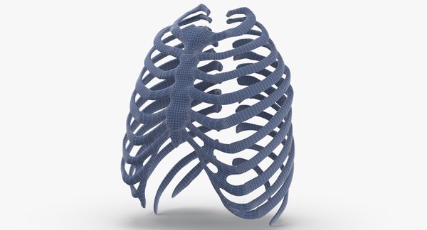 3D human rib thoracic cage anatomy - TurboSquid 1618089