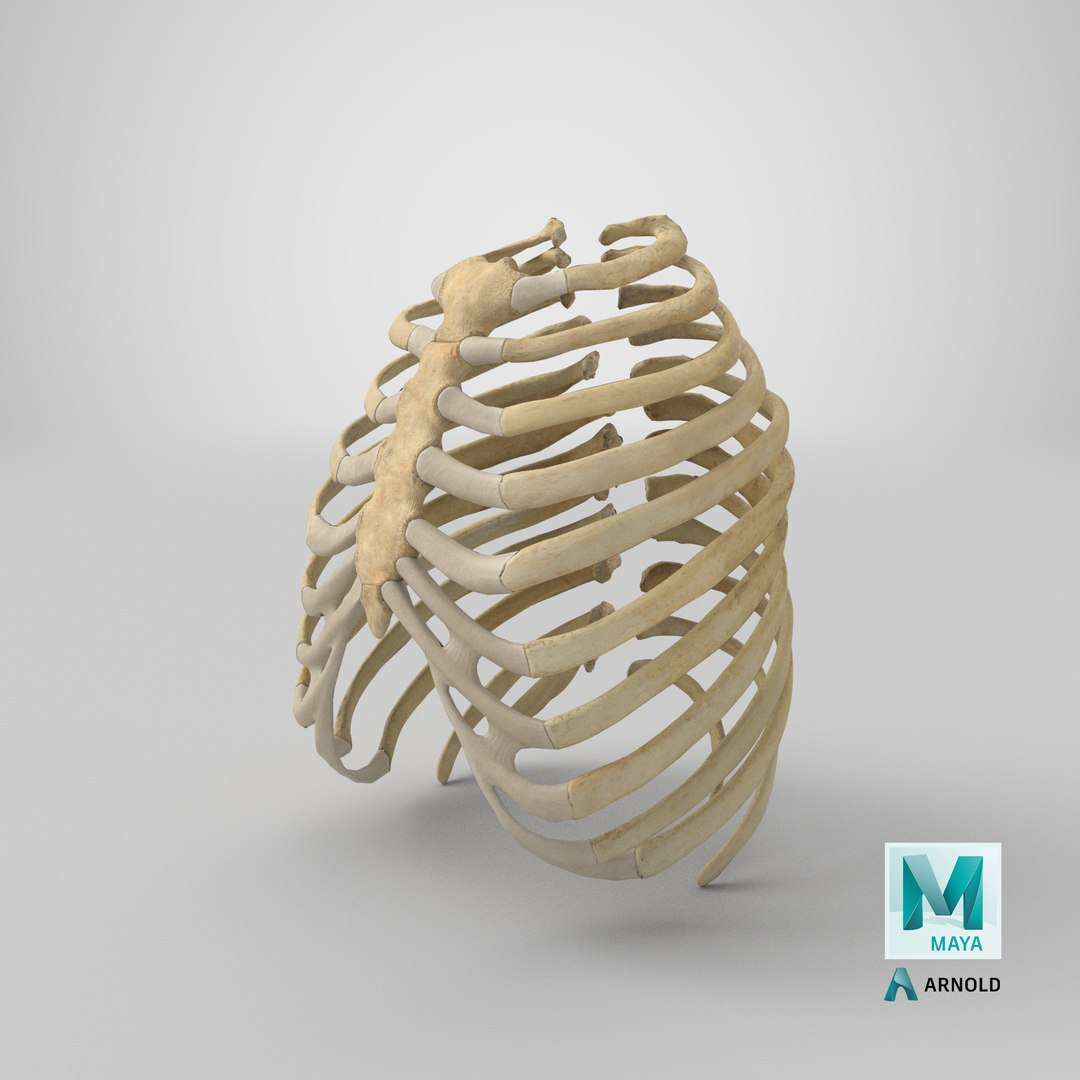 3D Human Rib Thoracic Cage Anatomy - TurboSquid 1618089
