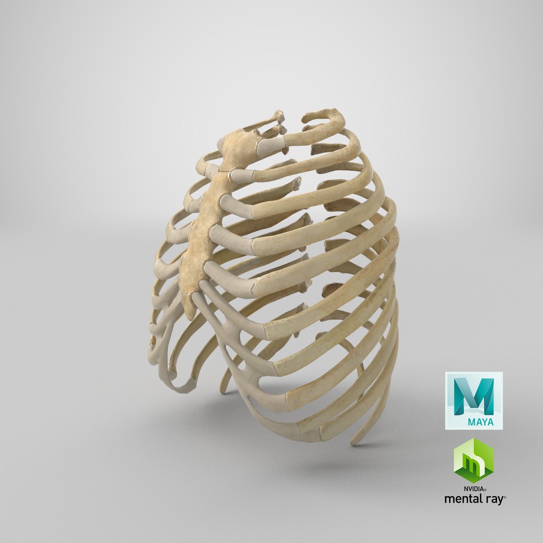 3D Human Rib Thoracic Cage Anatomy - TurboSquid 1618089