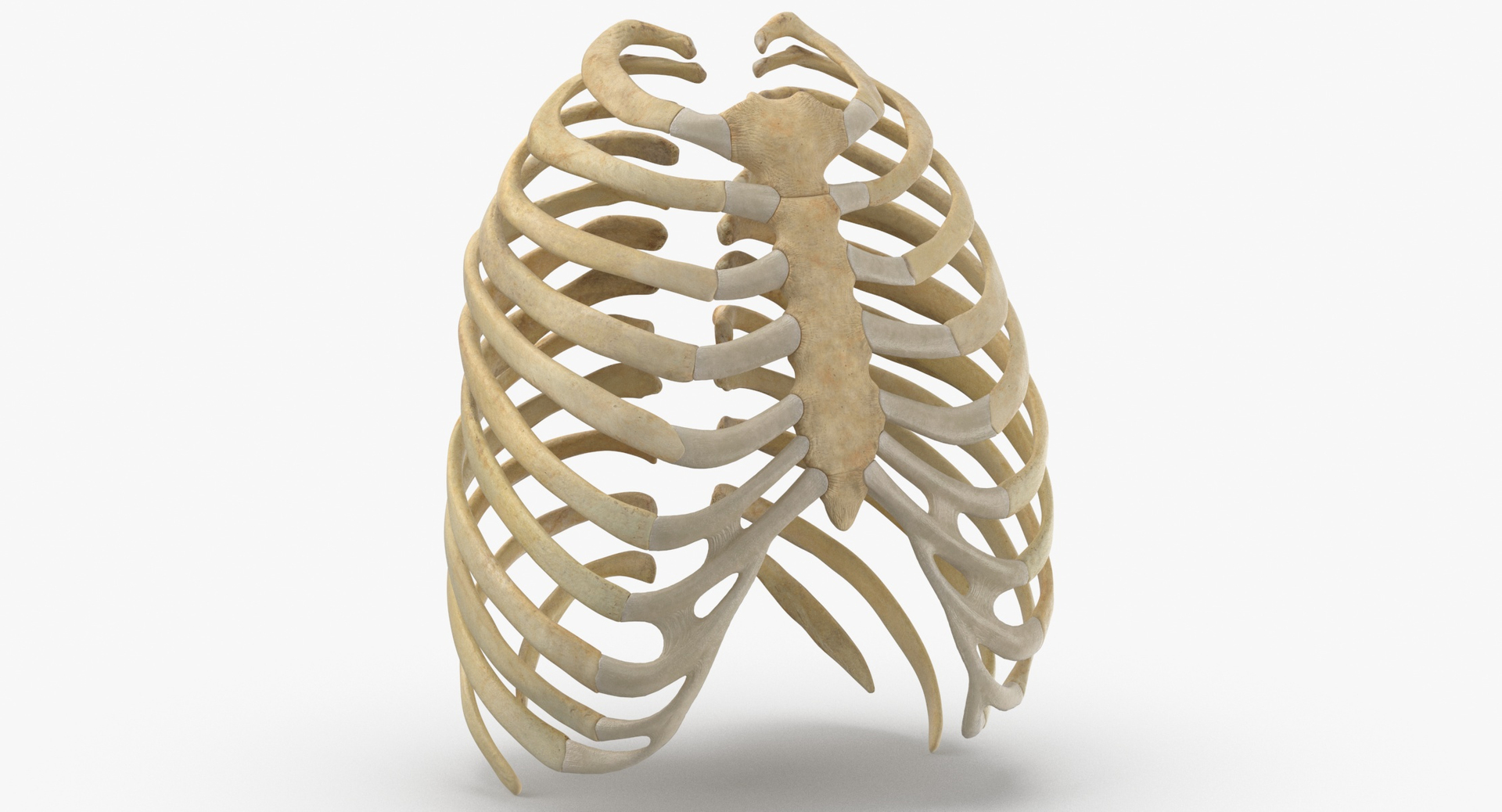 3D human rib thoracic cage anatomy - TurboSquid 1618089