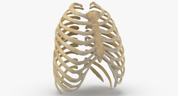 3D human rib thoracic cage anatomy - TurboSquid 1618089