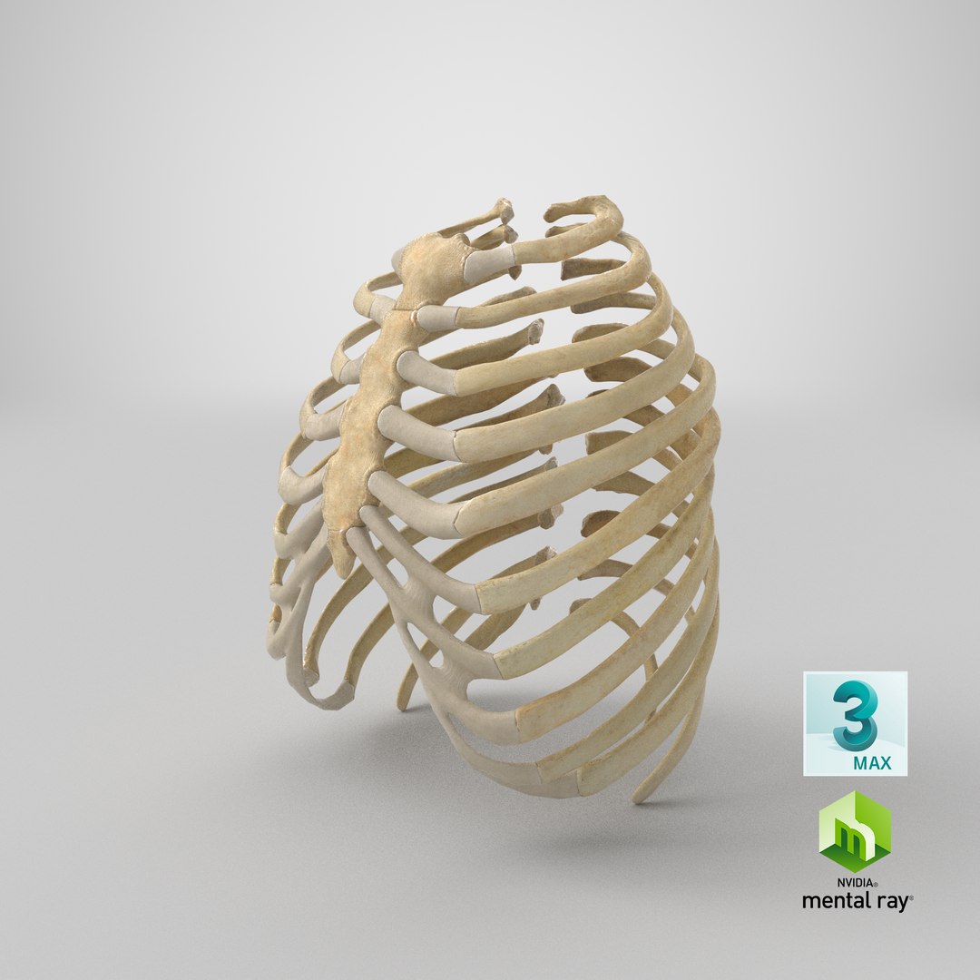3D Human Rib Thoracic Cage Anatomy - TurboSquid 1618089