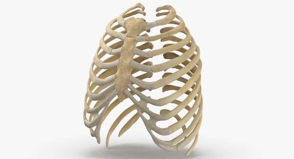 3D human rib thoracic cage anatomy - TurboSquid 1618089