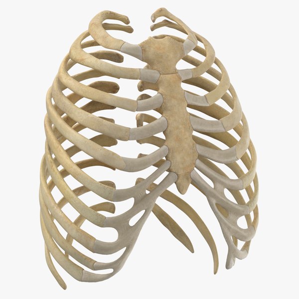 3D human rib thoracic cage anatomy - TurboSquid 1618089