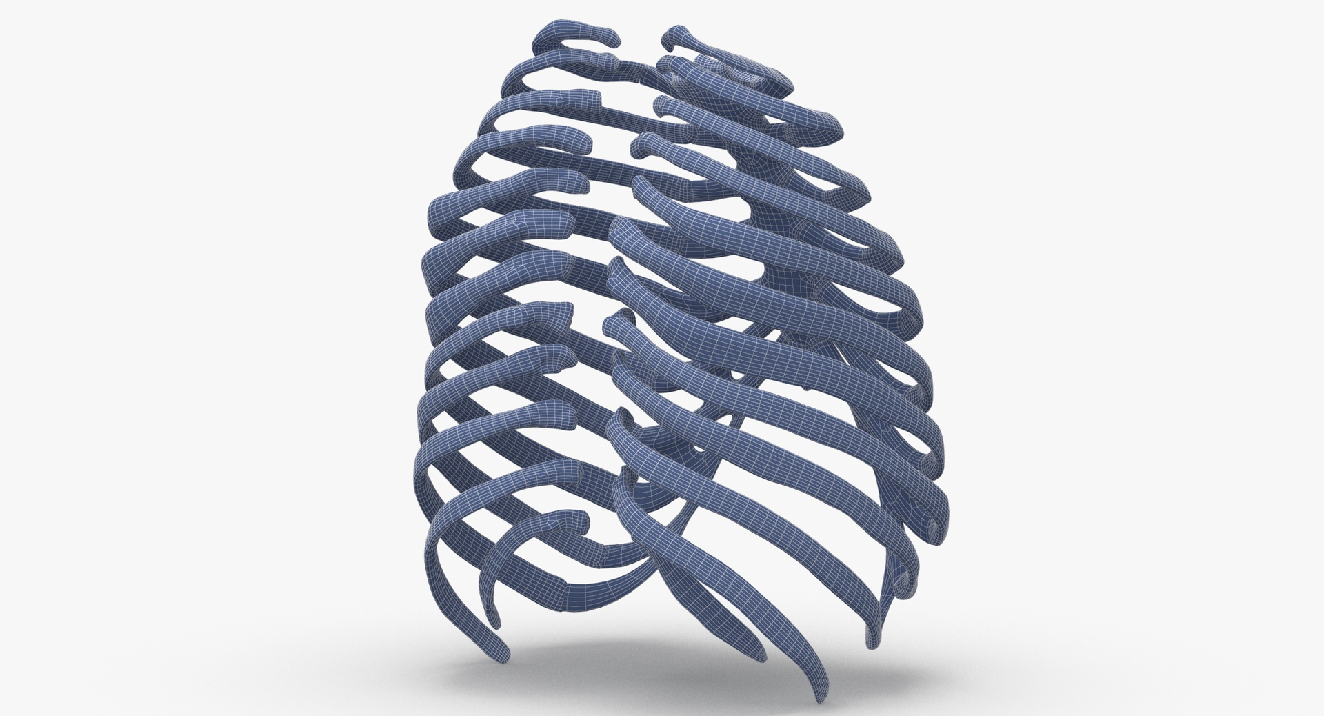 3D human rib thoracic cage anatomy - TurboSquid 1618089