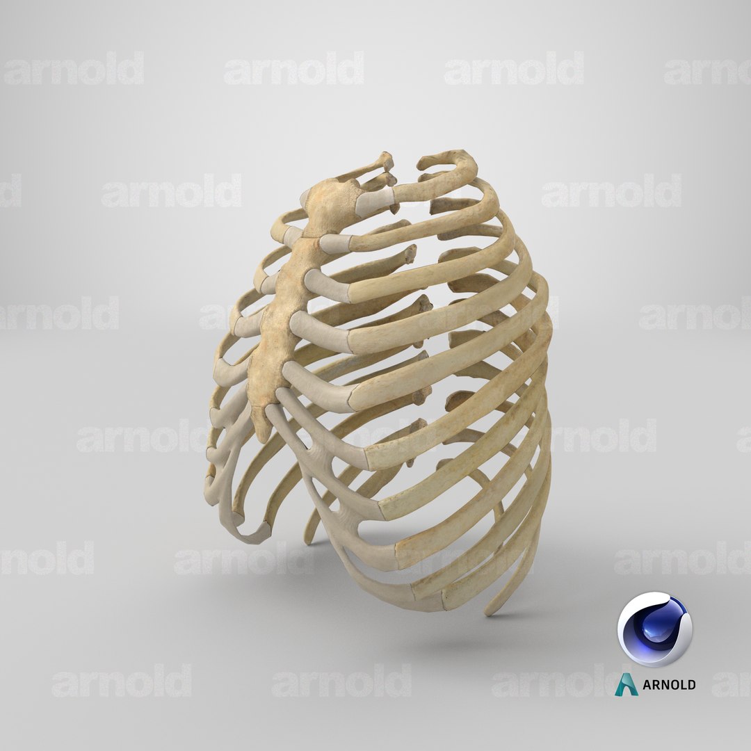 3D Human Rib Thoracic Cage Anatomy - TurboSquid 1618089