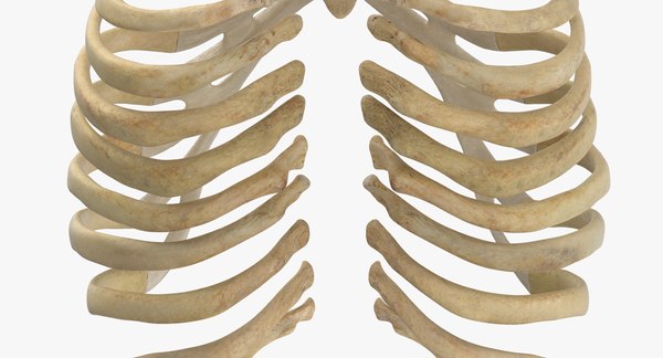 3D human rib thoracic cage anatomy - TurboSquid 1618089