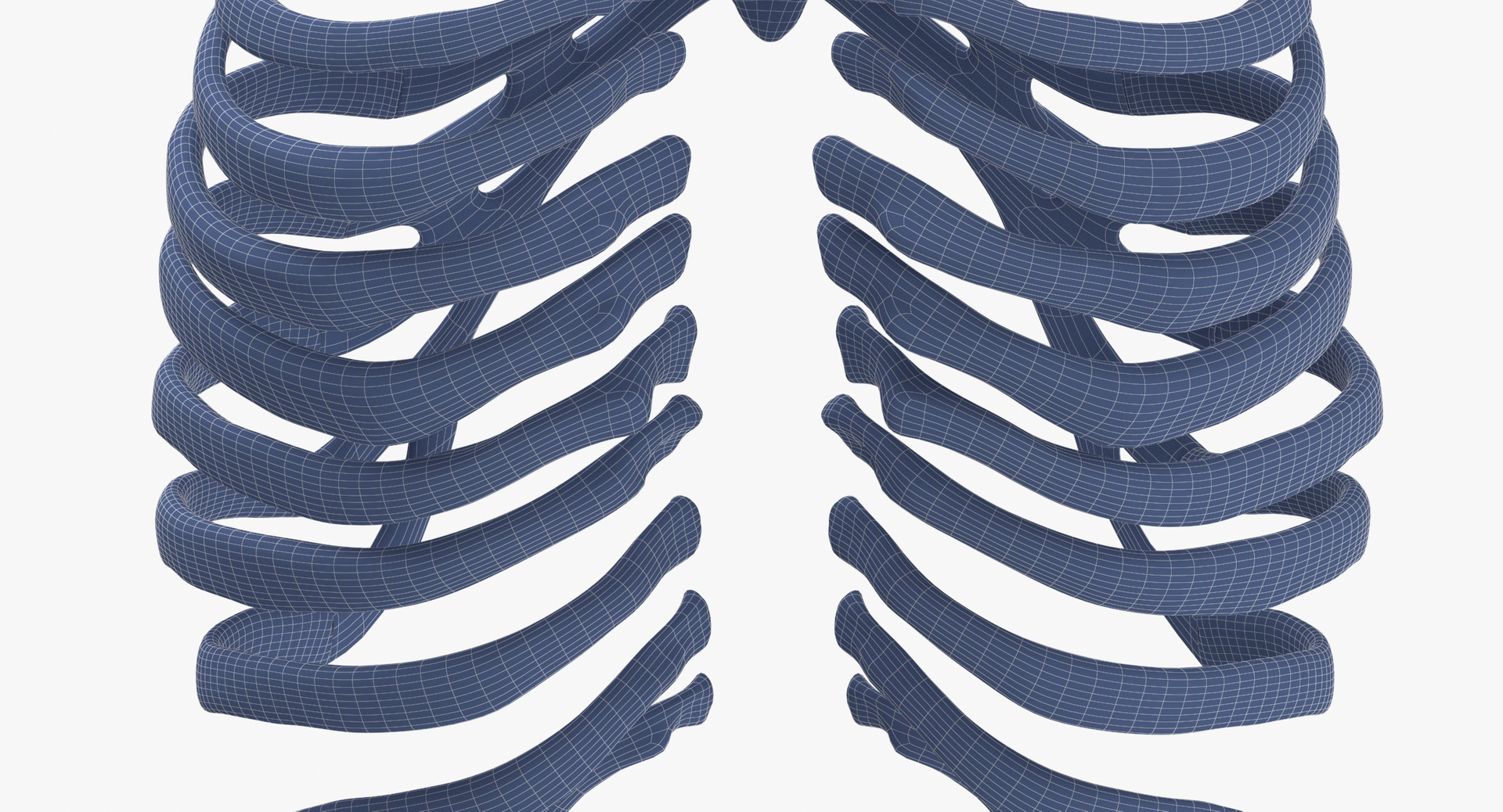 3D human rib thoracic cage anatomy - TurboSquid 1618089
