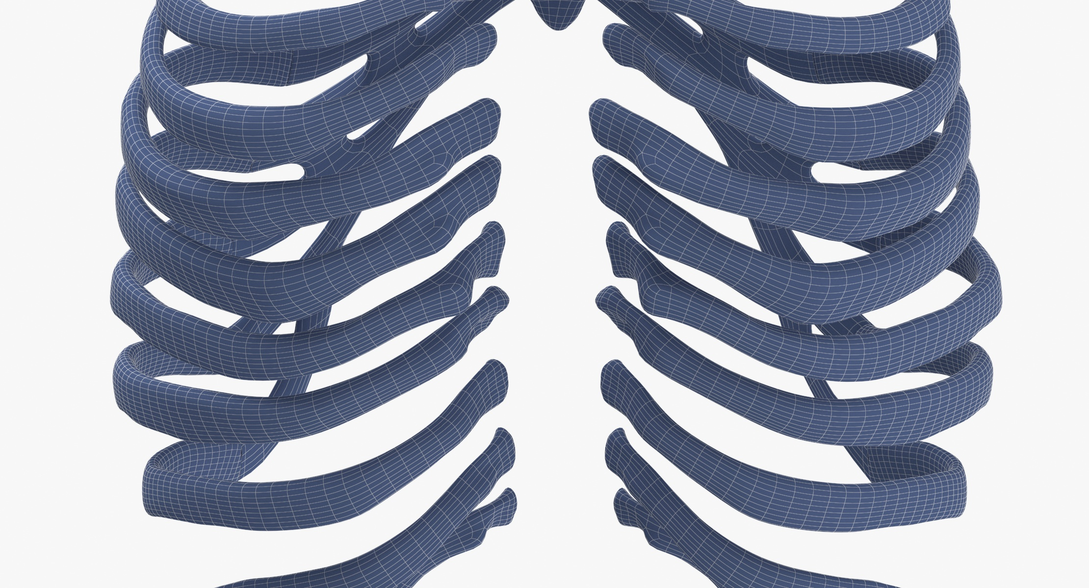 3D human rib thoracic cage anatomy - TurboSquid 1618089
