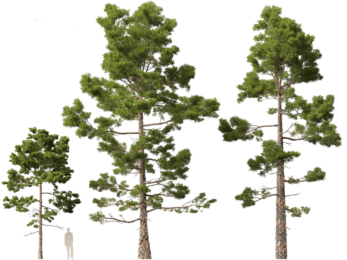 3D Model Pinus Pinaster - Maritime Pine - TurboSquid 2117442