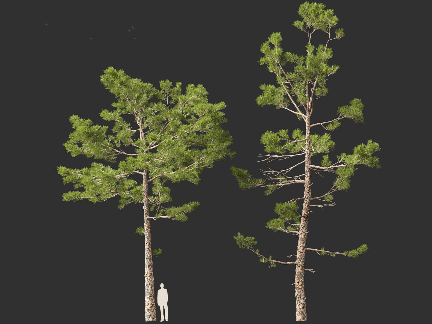 3D Model Pinus Pinaster - Maritime Pine - TurboSquid 2117442