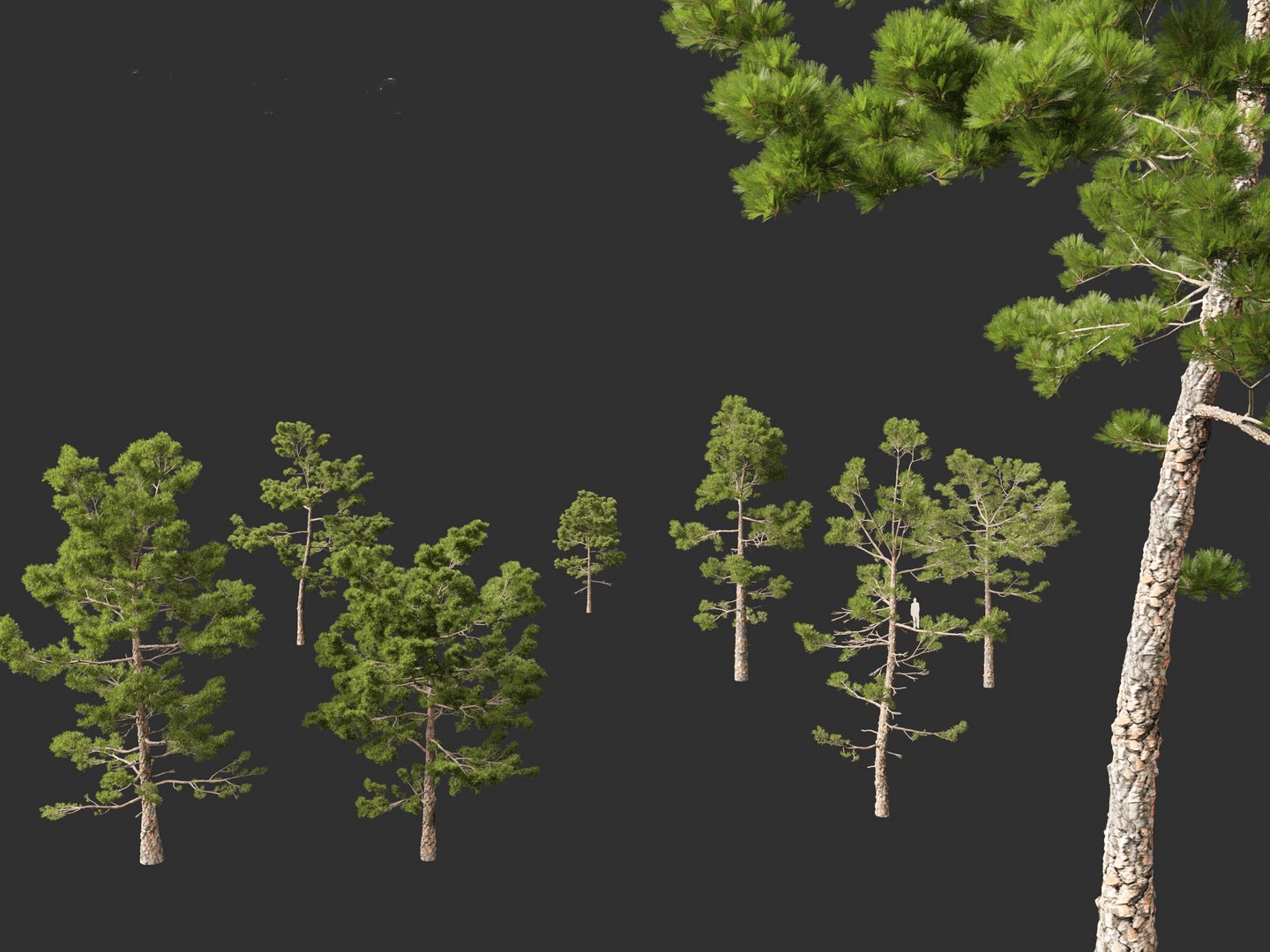 3D Model Pinus Pinaster - Maritime Pine - TurboSquid 2117442