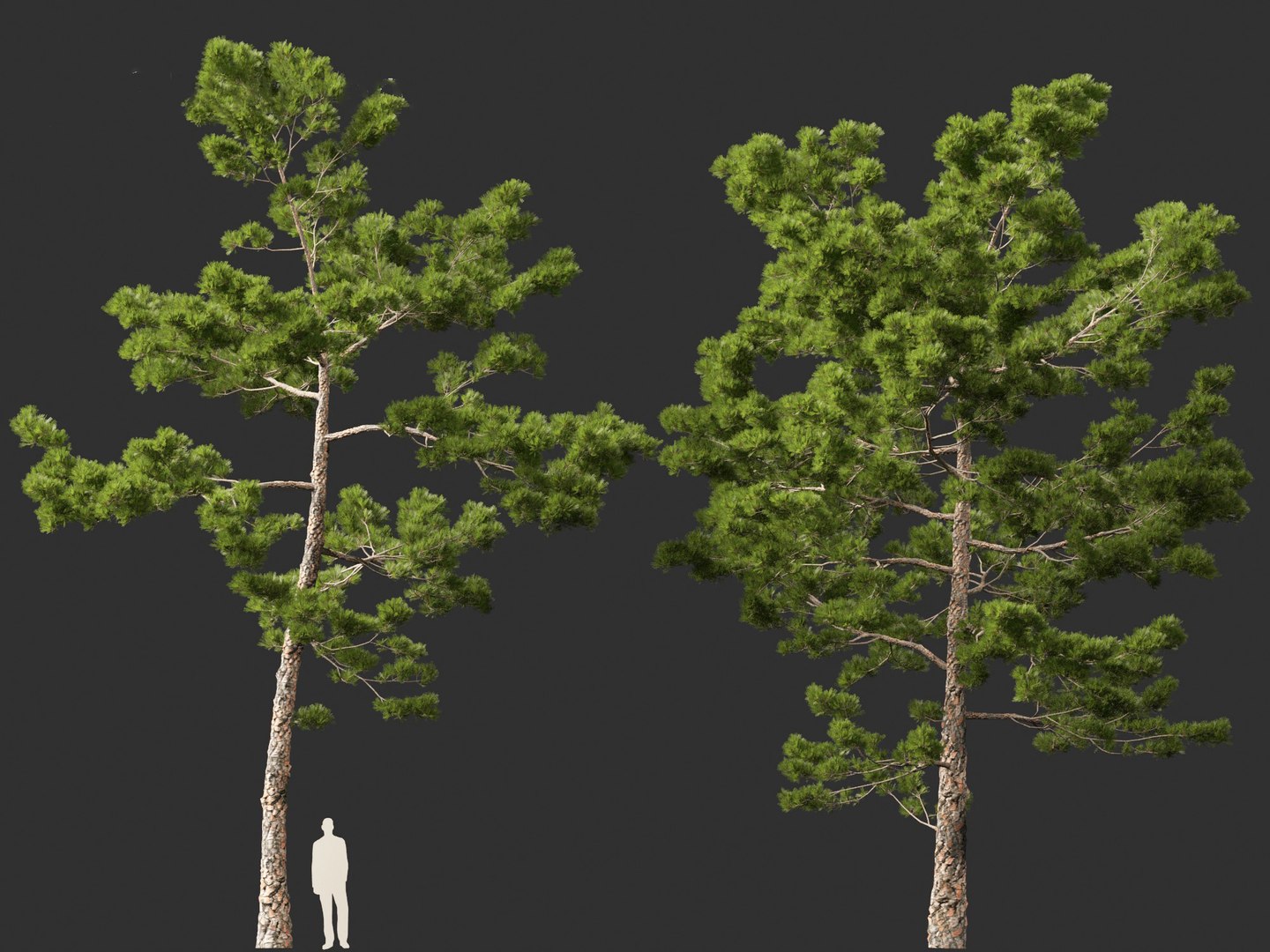 3D Model Pinus Pinaster - Maritime Pine - TurboSquid 2117442
