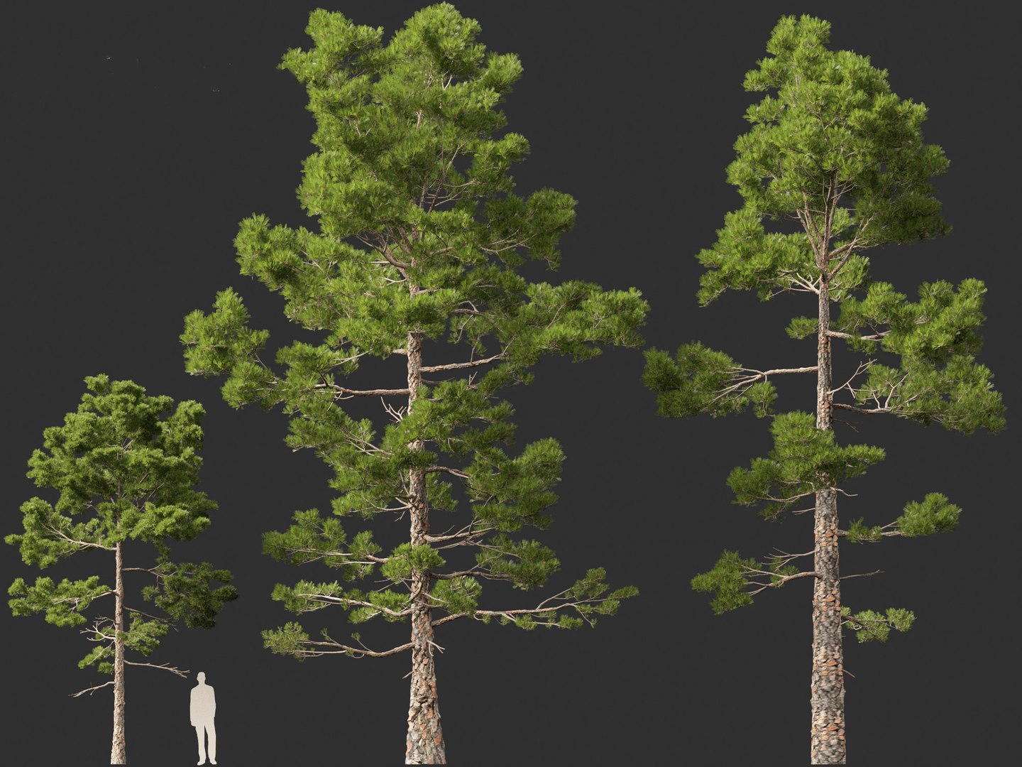 3D Model Pinus Pinaster - Maritime Pine - TurboSquid 2117442
