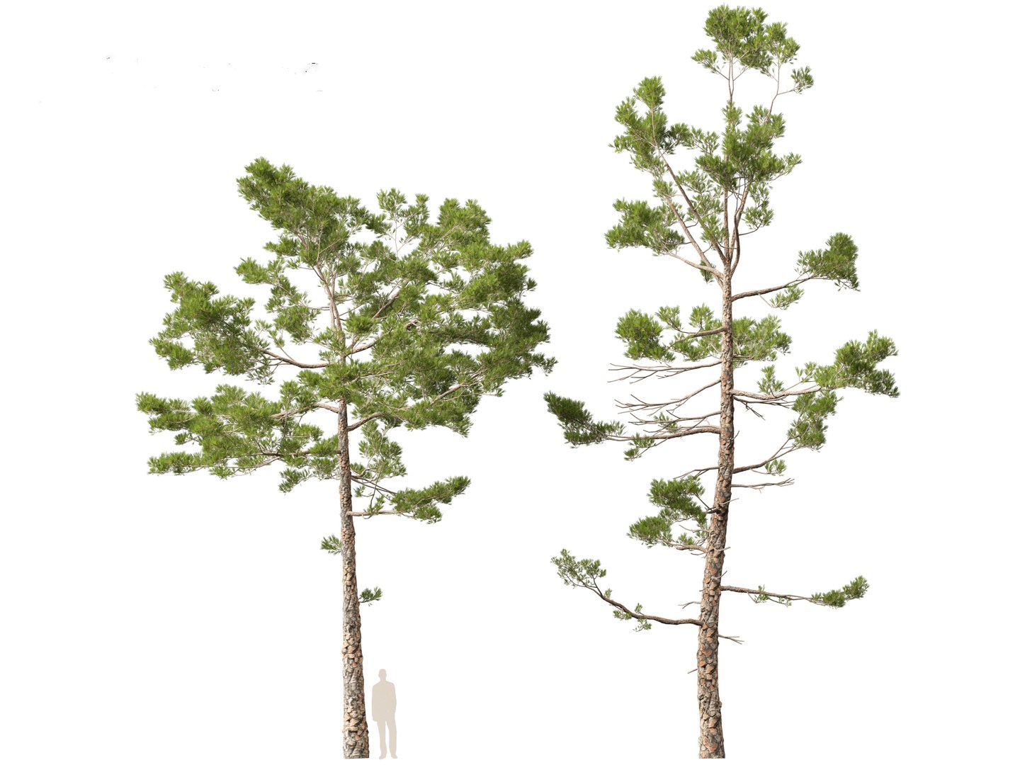 3D Model Pinus Pinaster - Maritime Pine - TurboSquid 2117442