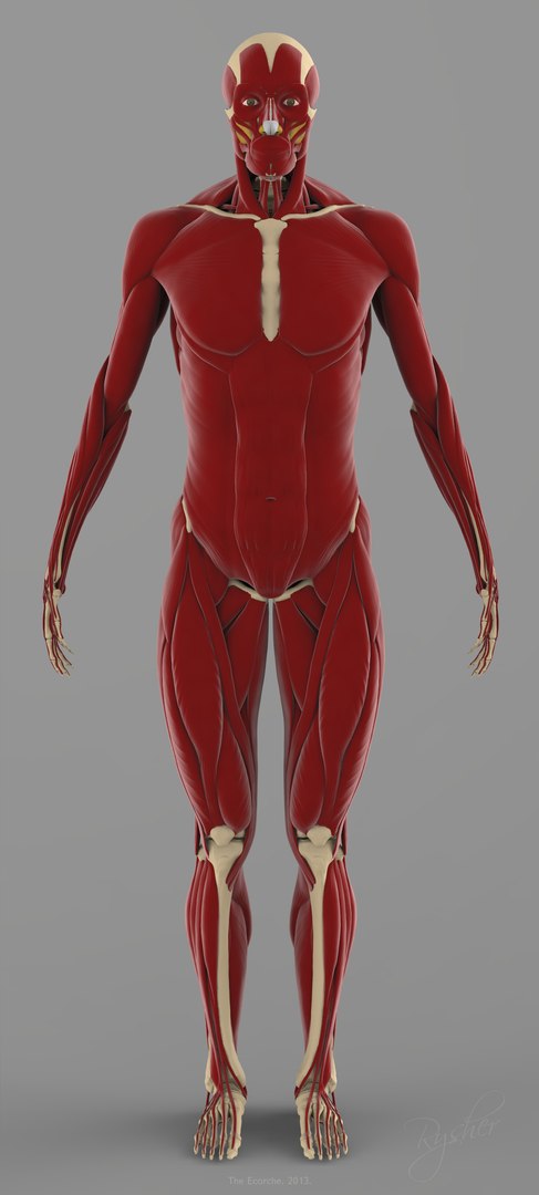 Precise Human Skeleton Muscles 3d Model