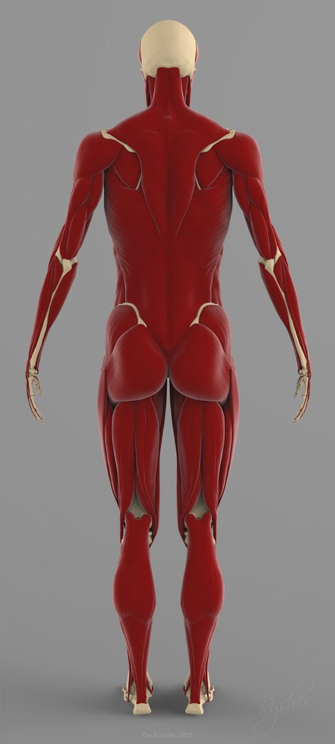 Precise Human Skeleton Muscles 3d Model