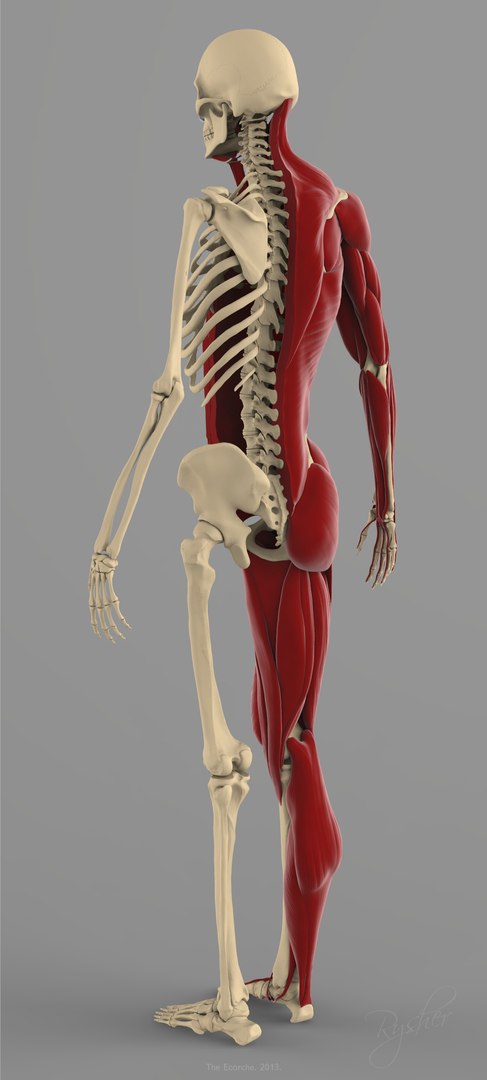 Precise Human Skeleton Muscles 3d Model