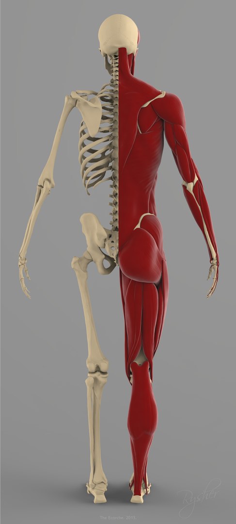 Precise Human Skeleton Muscles 3d Model