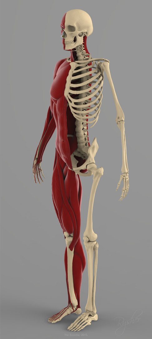 Precise Human Skeleton Muscles 3d Model