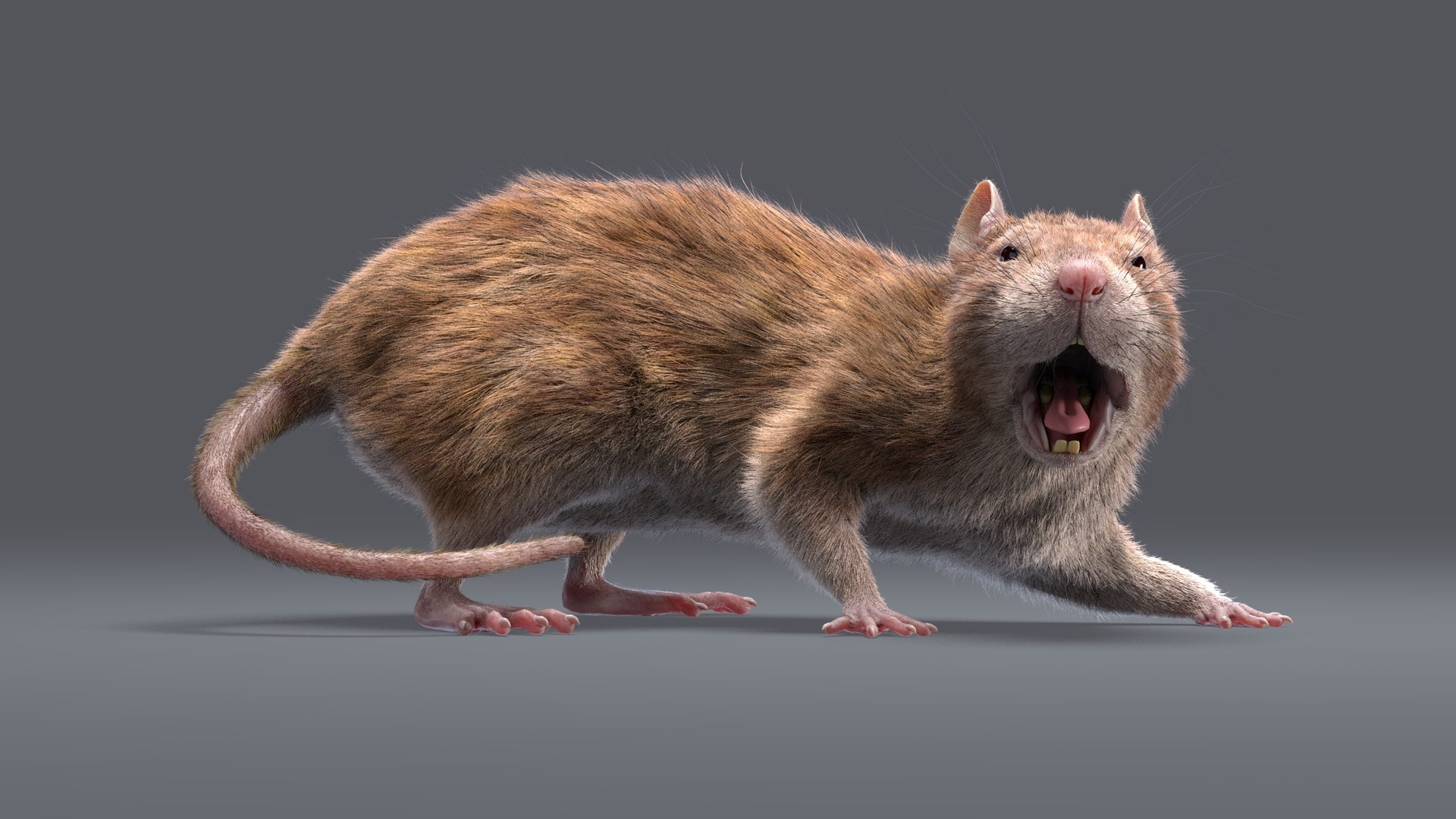 Rat Rigged Fur Animations 3D Model - TurboSquid 1503369