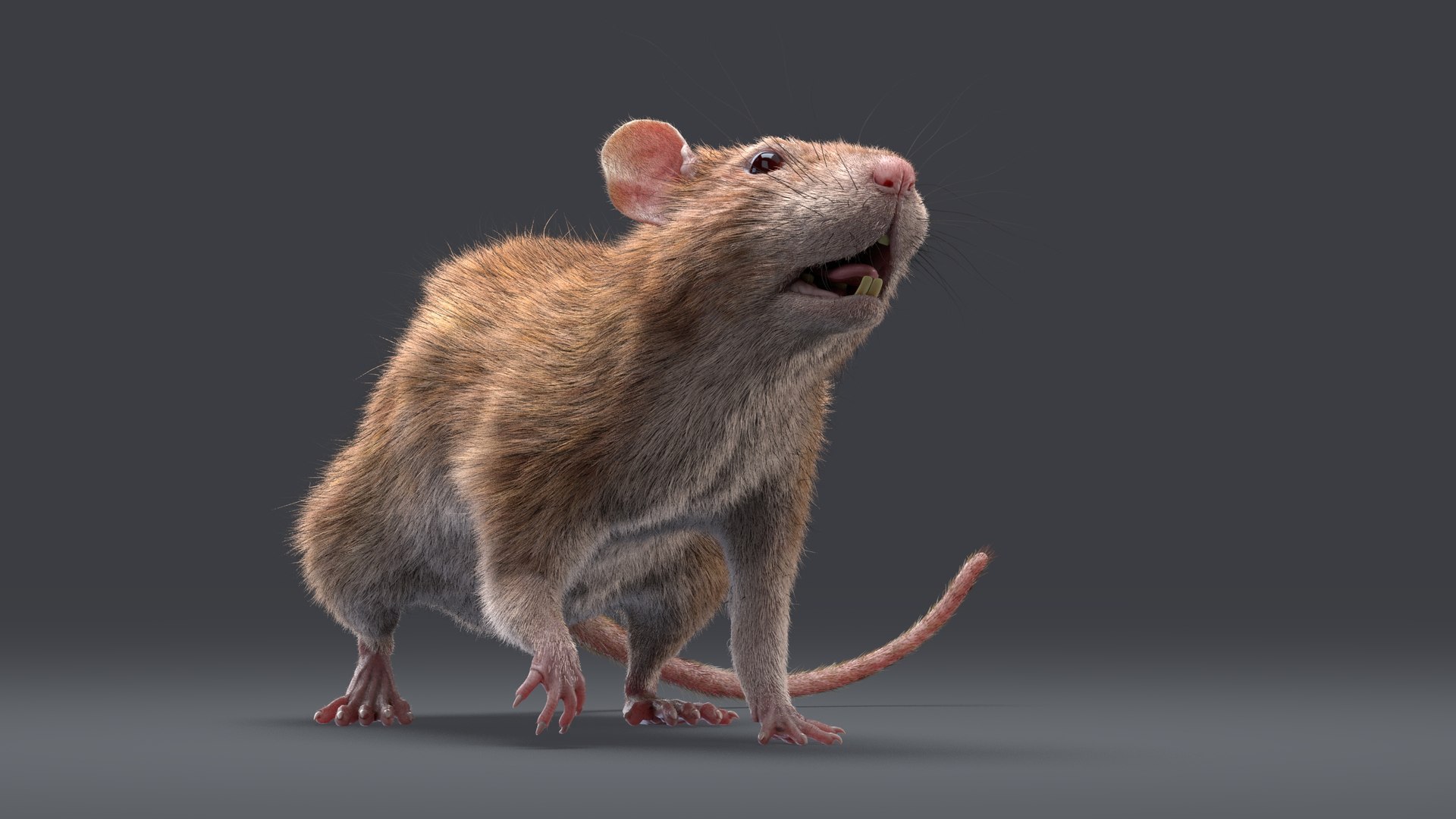 Rat Rigged Fur Animations 3D Model - TurboSquid 1503369