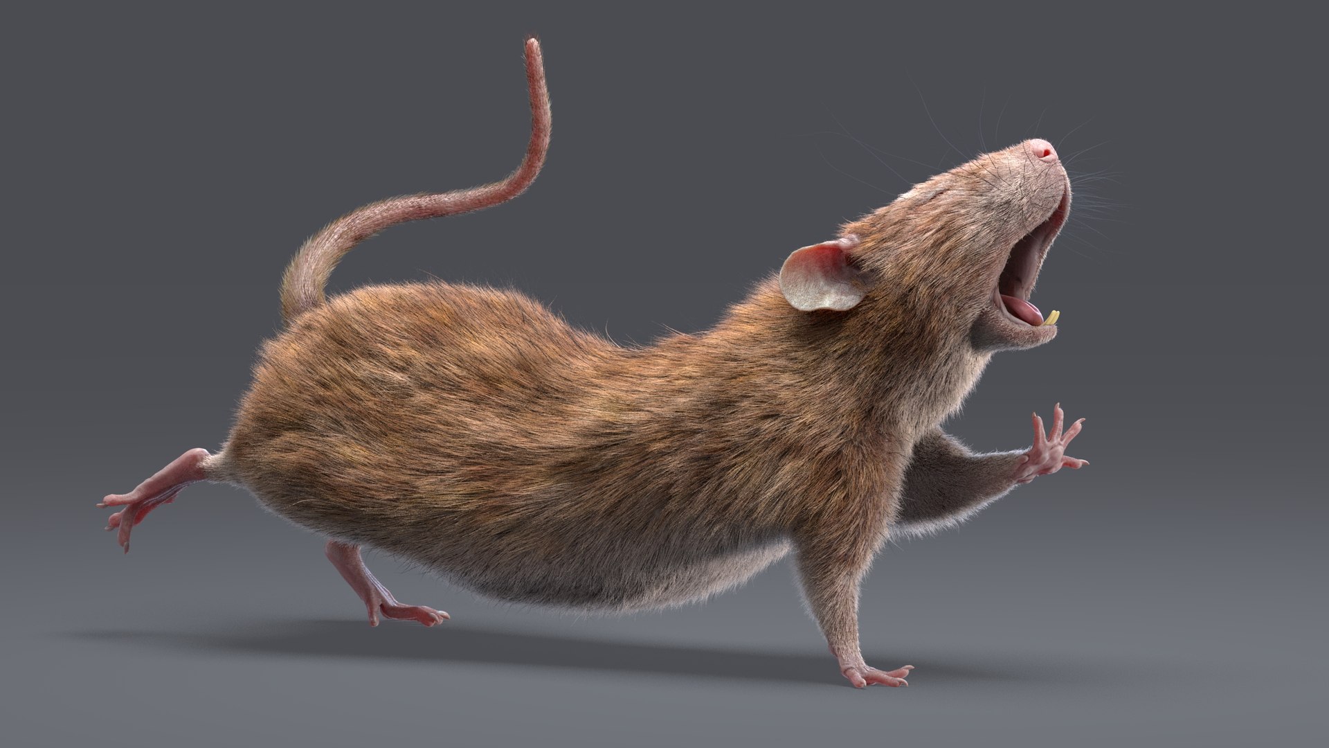 Rat Rigged Fur Animations 3D Model - TurboSquid 1503369