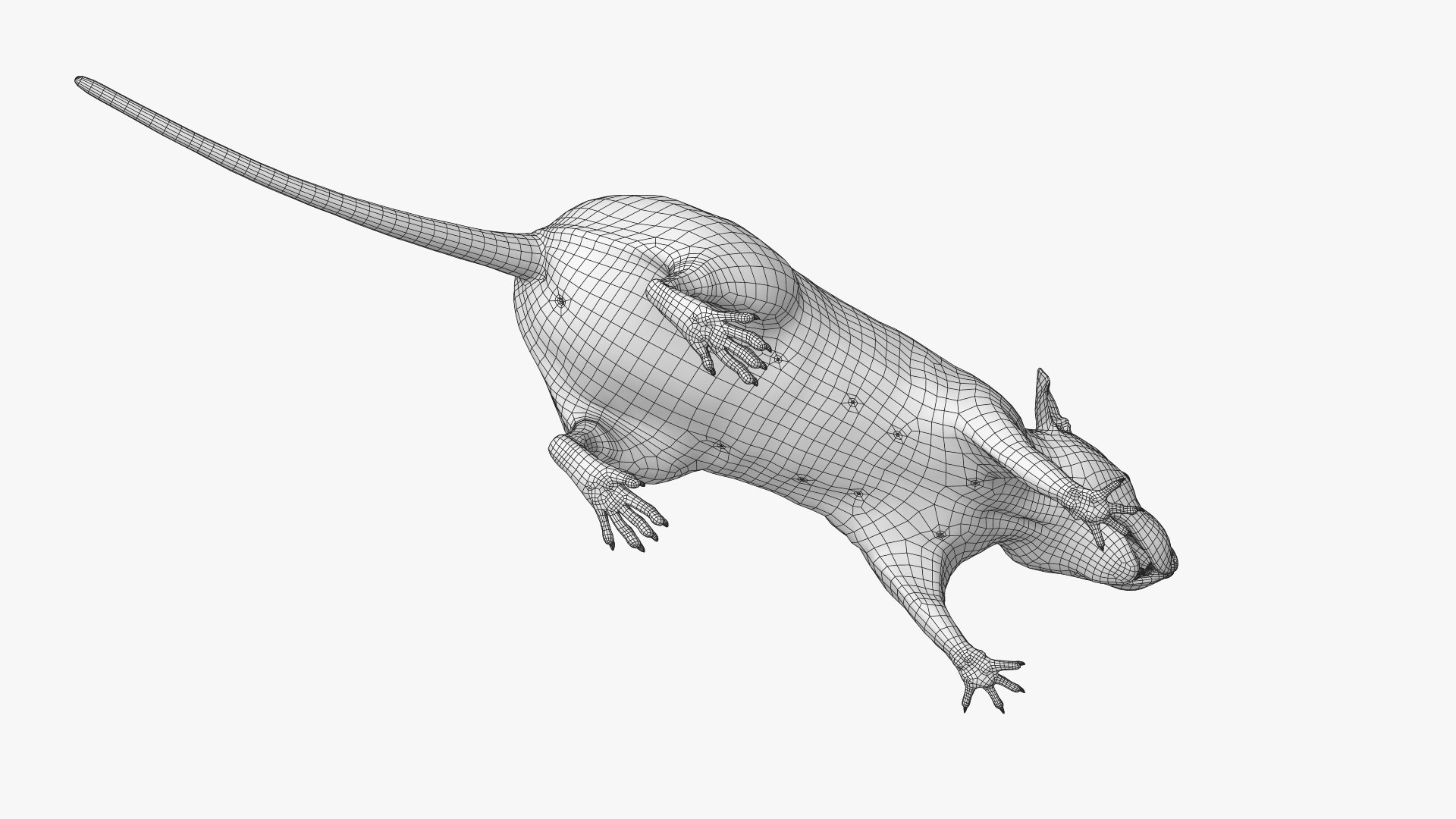 Rat rigged fur animations 3D model - TurboSquid 1503369