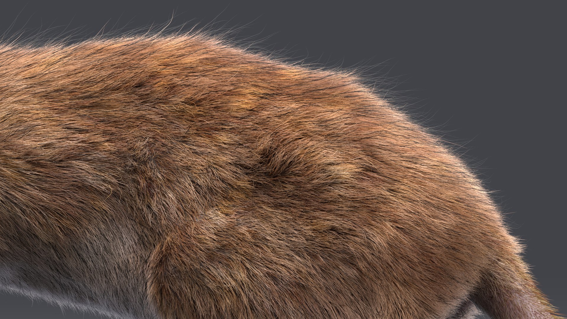 Rat Rigged Fur Animations 3D Model - TurboSquid 1503369