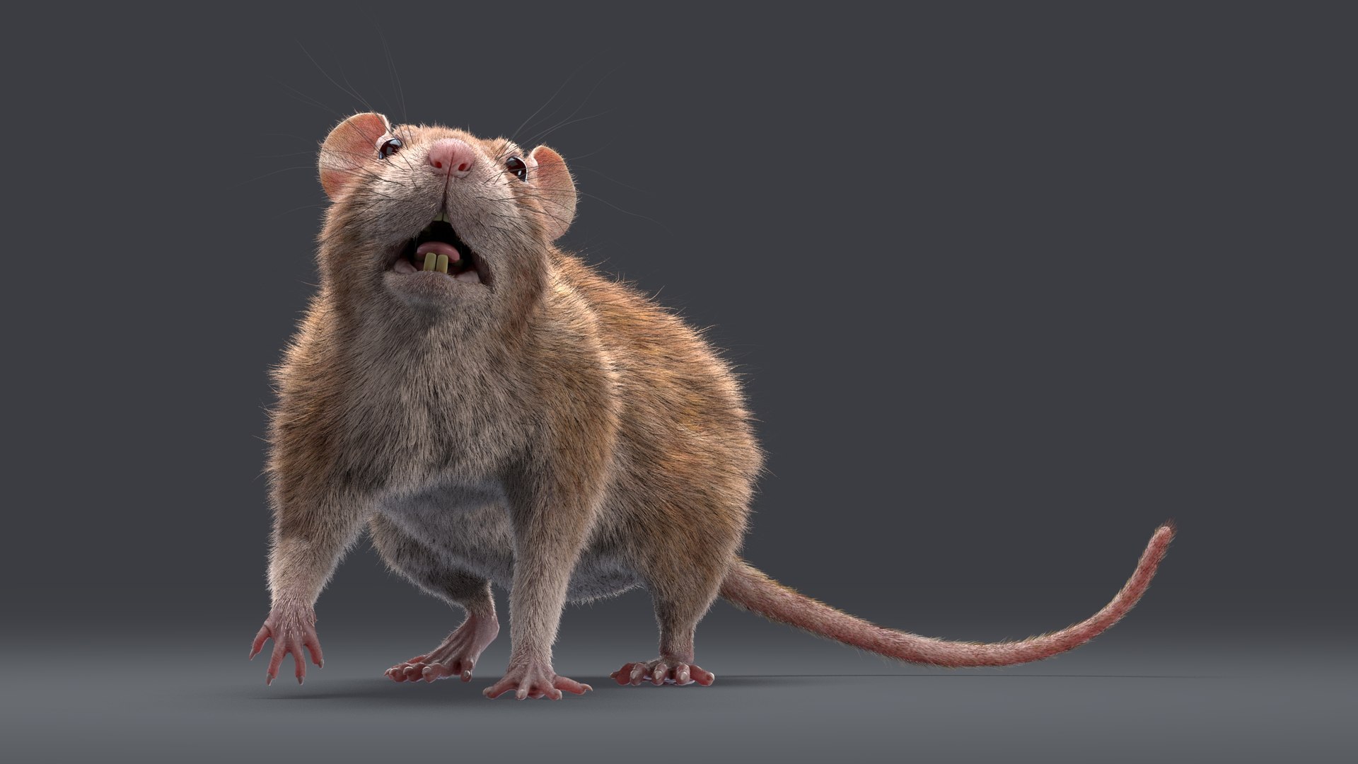 Rat Rigged Fur Animations 3D Model - TurboSquid 1503369
