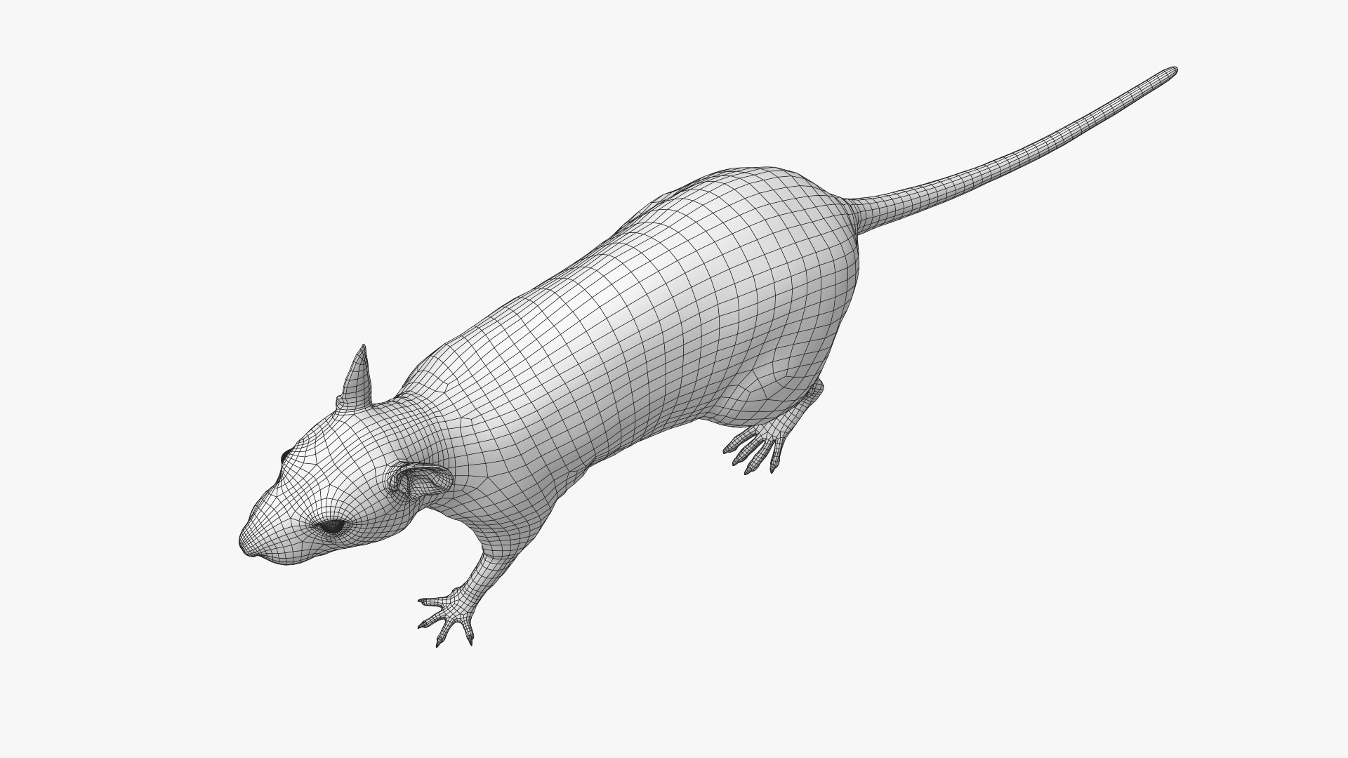 Rat rigged fur animations 3D model - TurboSquid 1503369