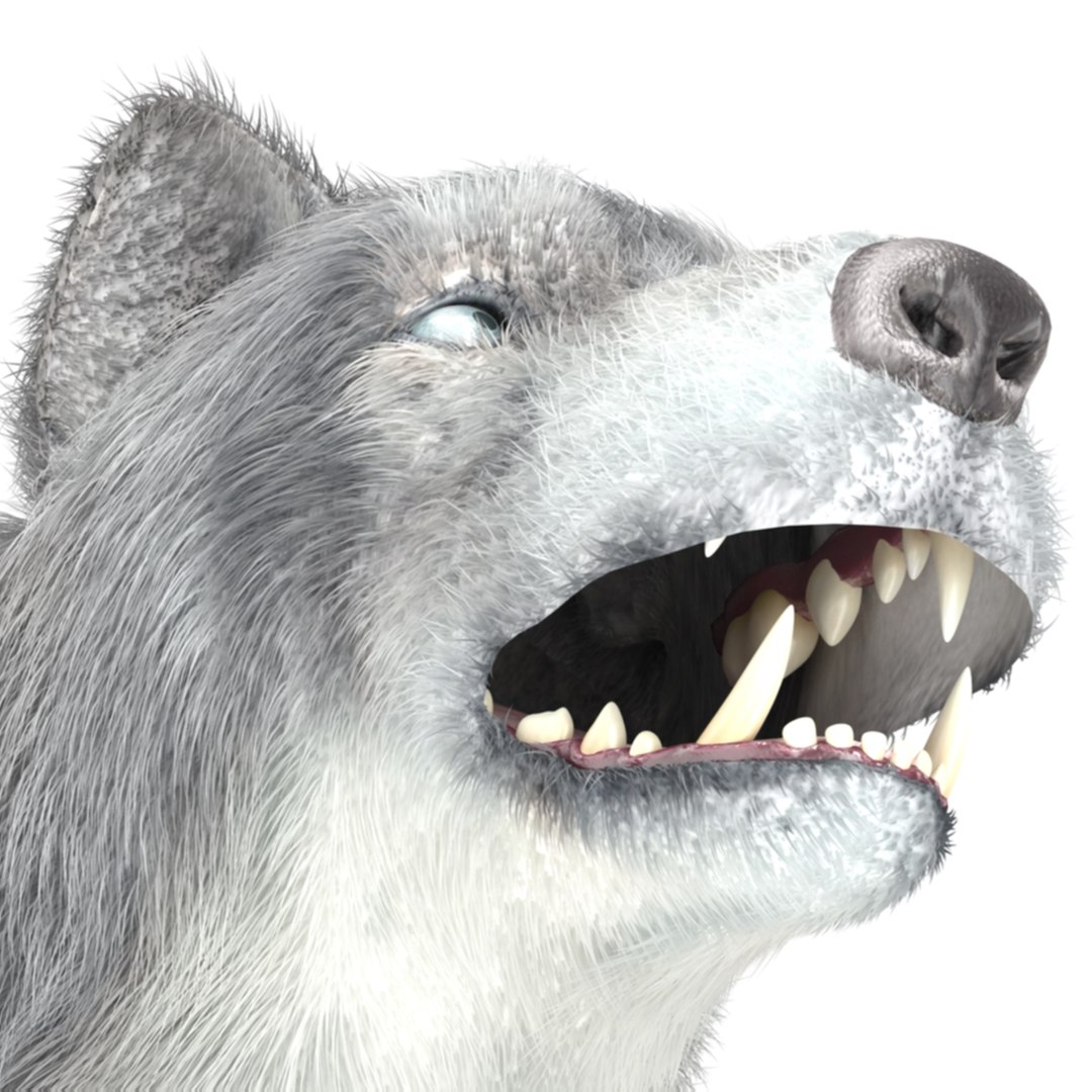 max wolf 2 fur rigged