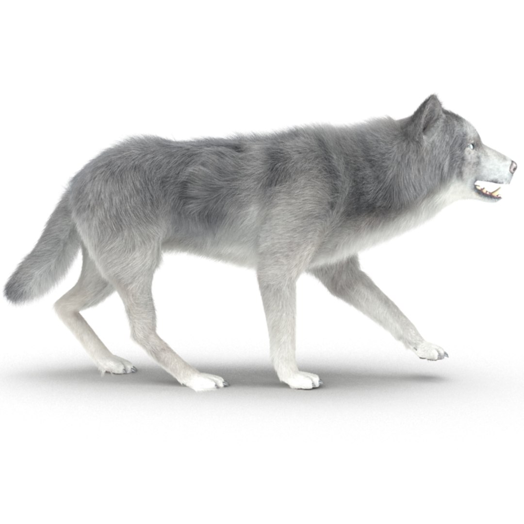 Max Wolf 2 Fur Rigged