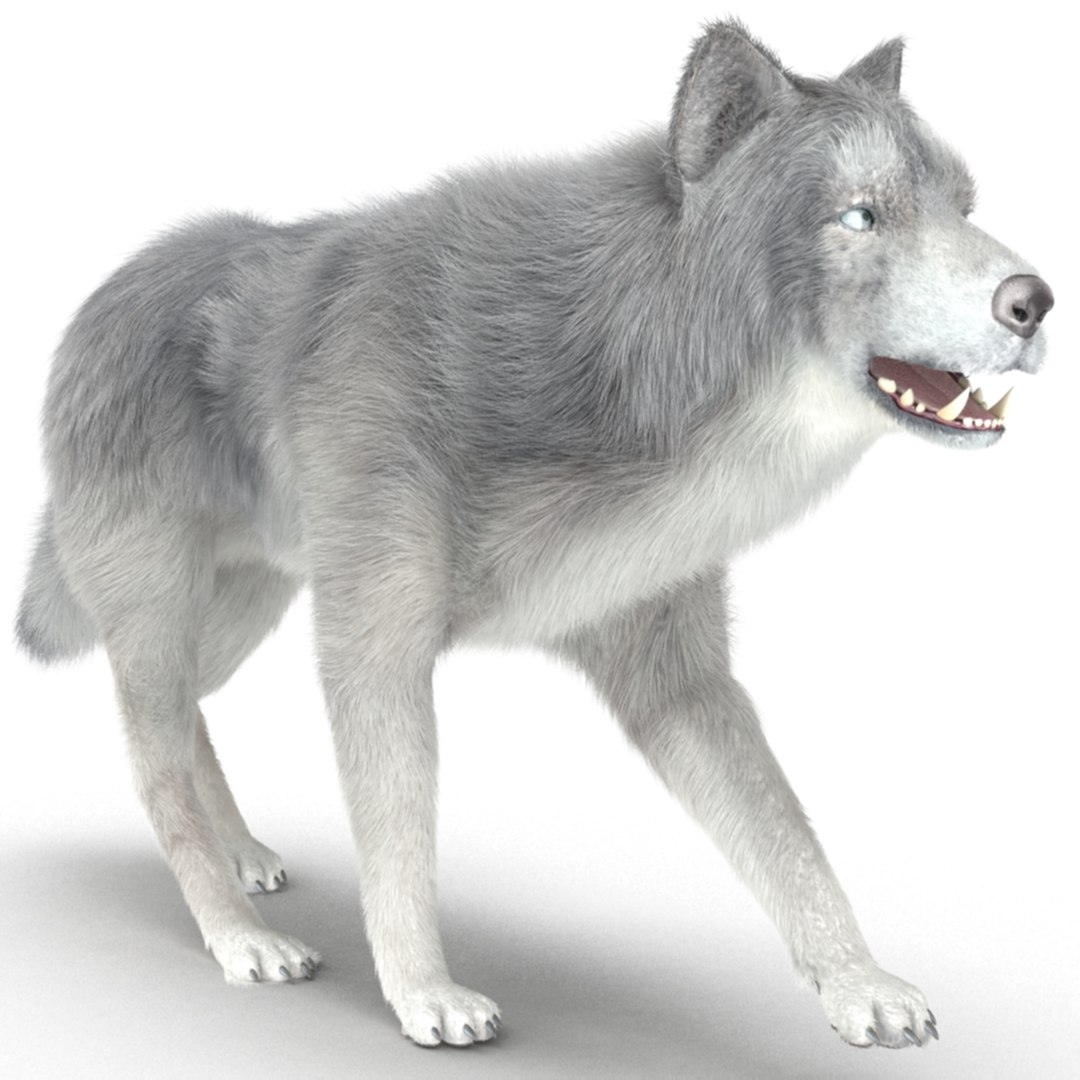 Max Wolf 2 Fur Rigged