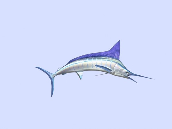 3D Swordfish Models | TurboSquid