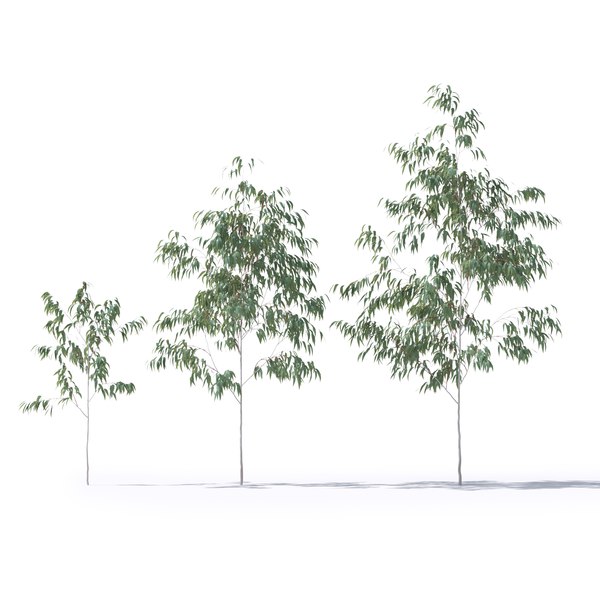 Free 3D Eucalyptus-Tree Models | TurboSquid