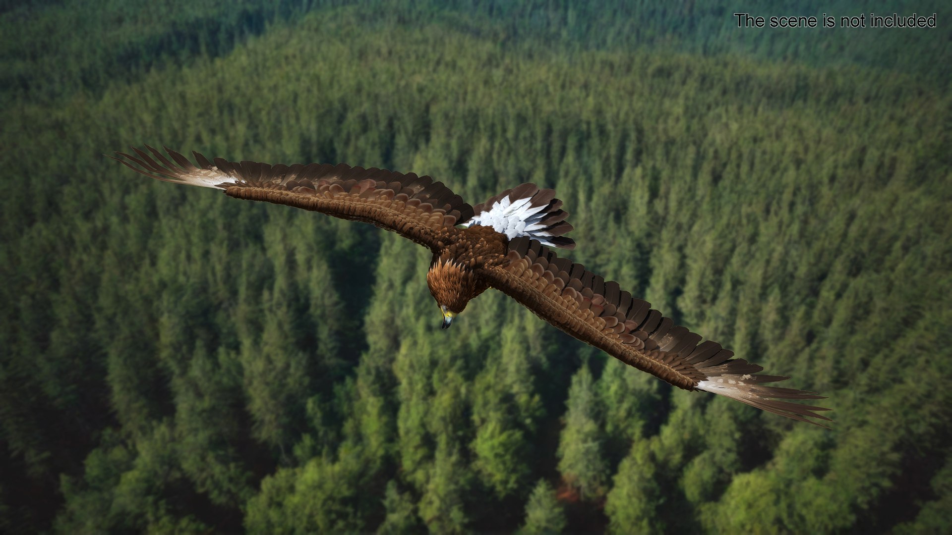 3D Realistic Flying Gurney Eagle - TurboSquid 2250497