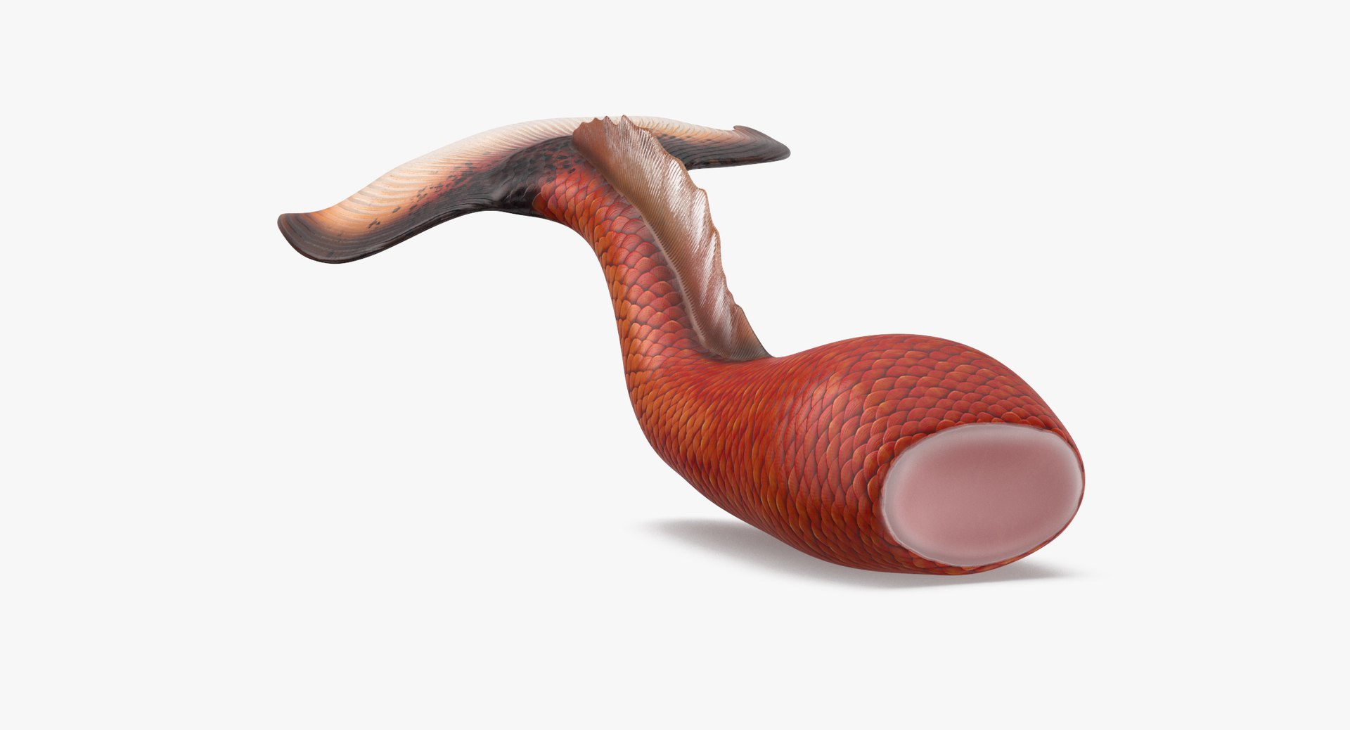 3D Mermaid Tail 01 Swimming - TurboSquid 1243380