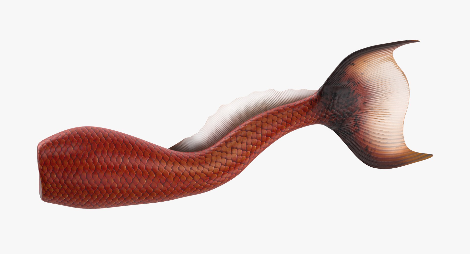 3D Mermaid Tail 01 Swimming - TurboSquid 1243380