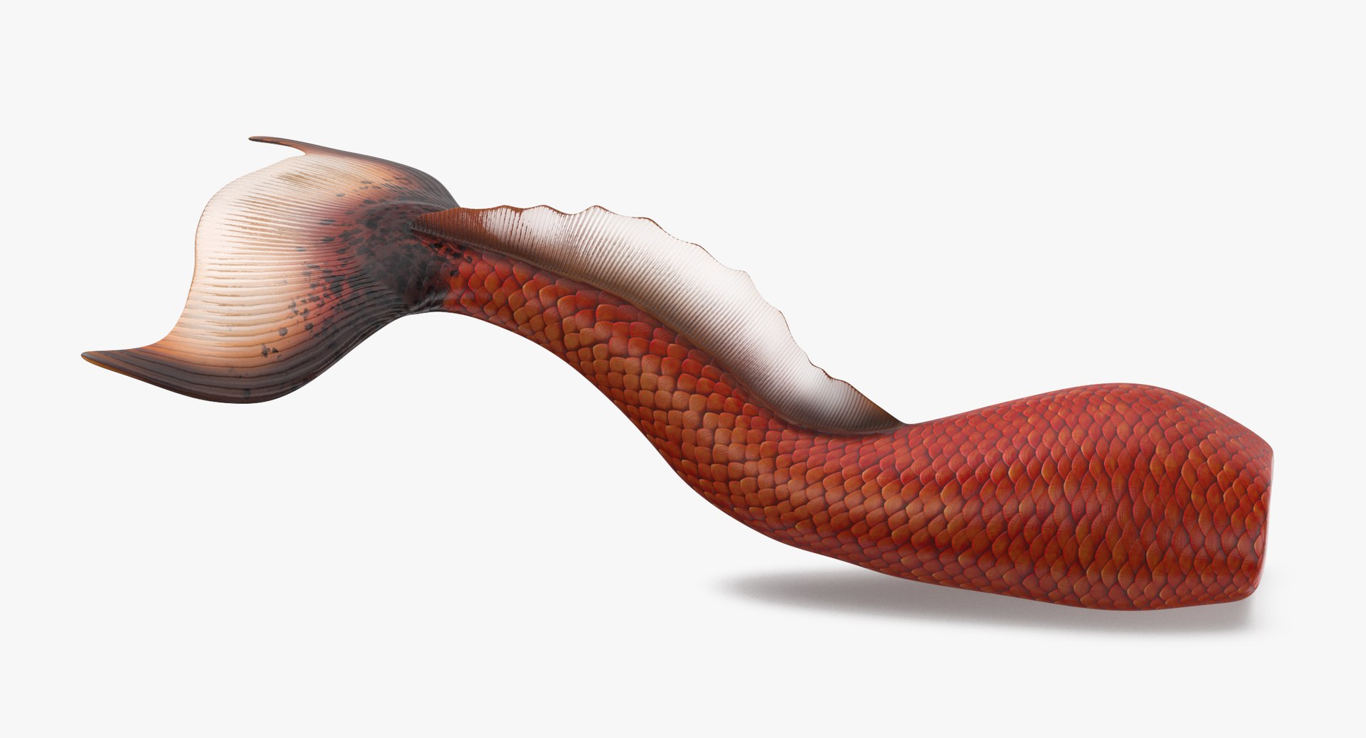 3D Mermaid Tail 01 Swimming - TurboSquid 1243380