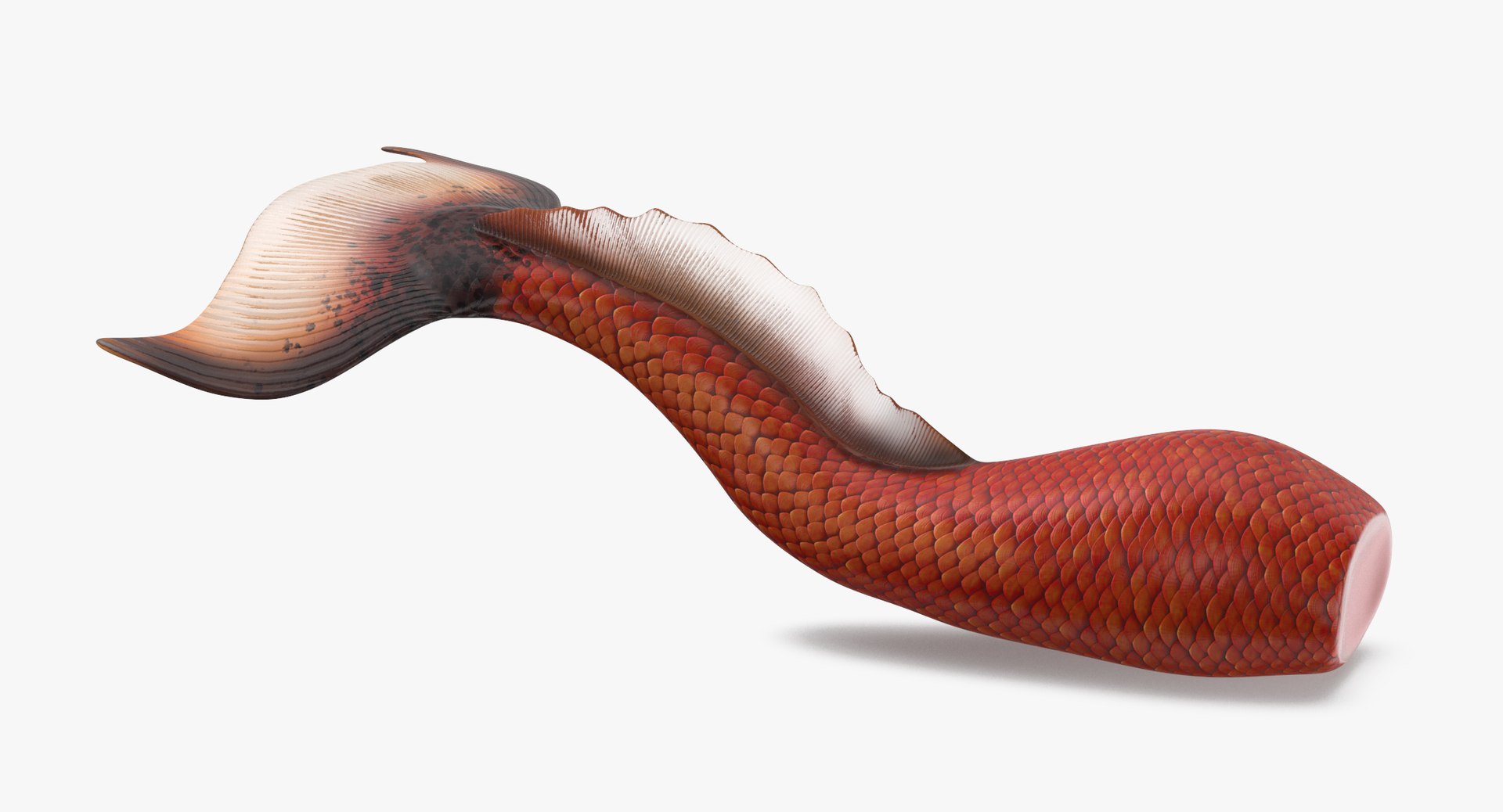3D Mermaid Tail 01 Swimming - TurboSquid 1243380