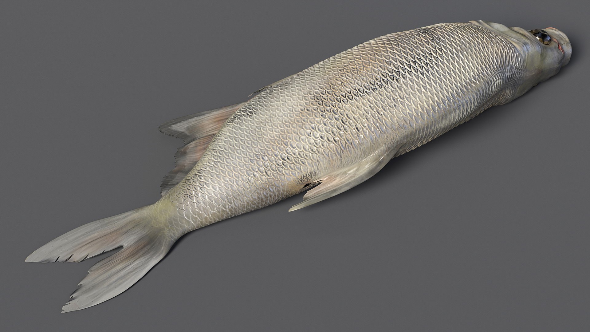 3D Fresh Caught Lying Silver Bream Fish model - TurboSquid 2158208