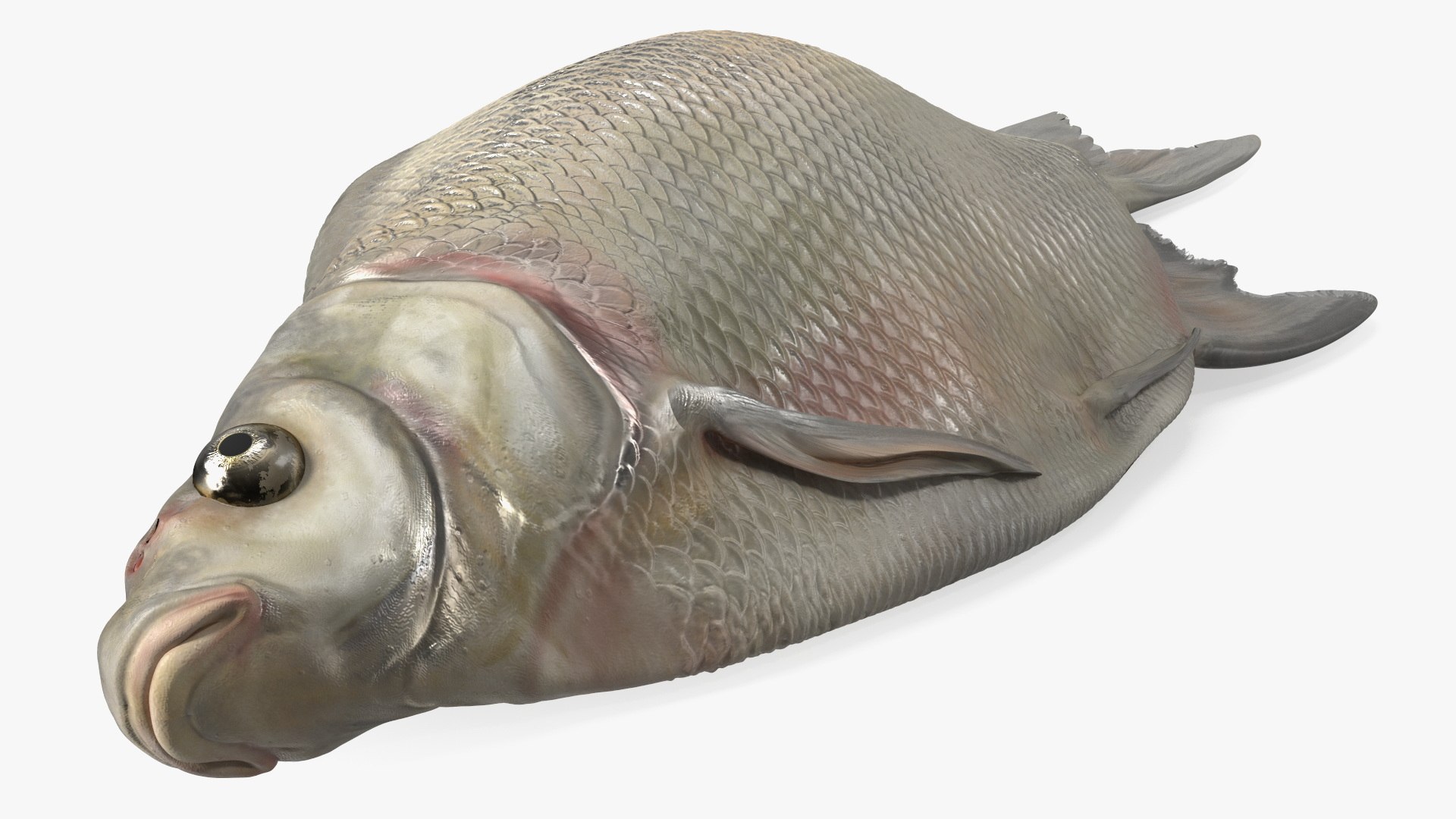 3D Fresh Caught Lying Silver Bream Fish model - TurboSquid 2158208